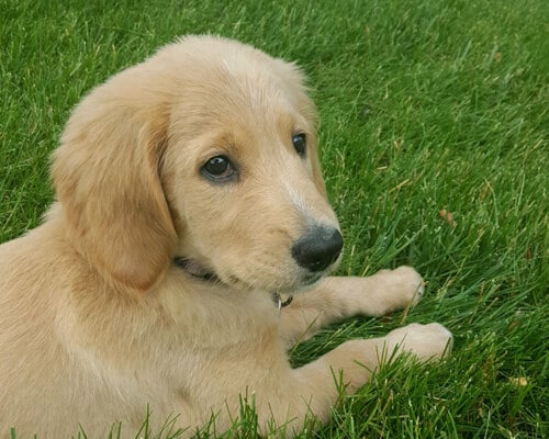 What Makes Atkins Different | Atkins Deck Treatment Services